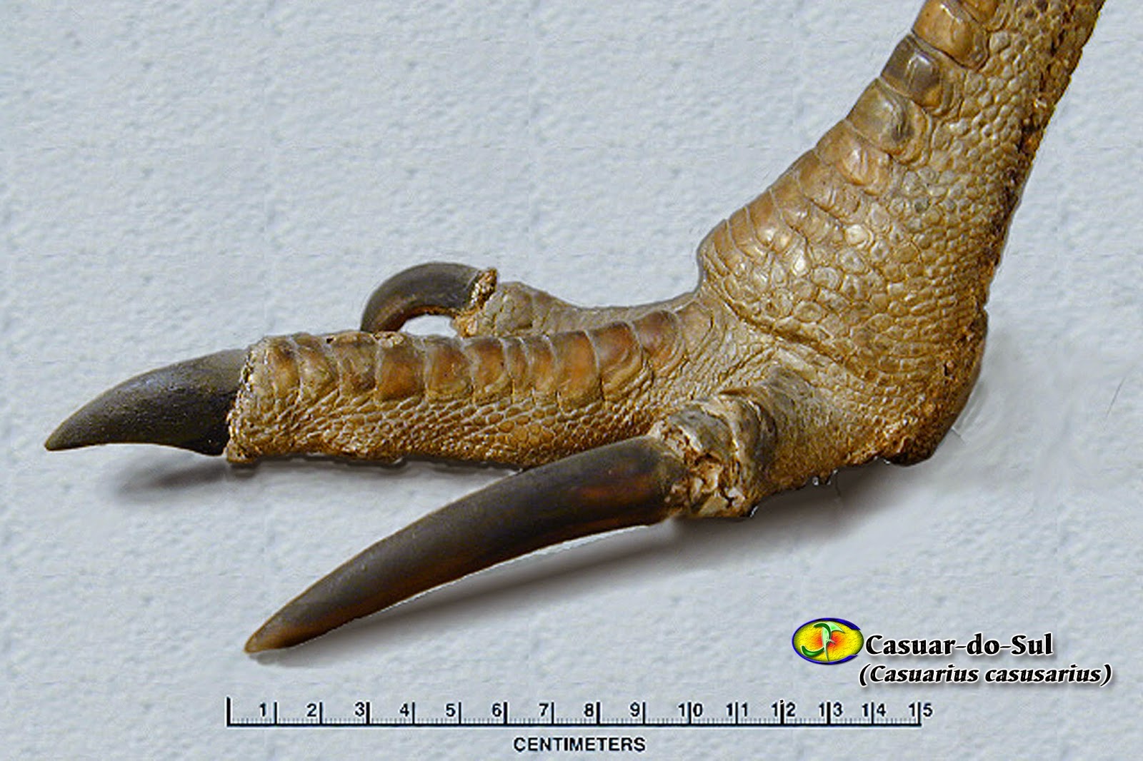 Zoologia: Casuar-do-Sul (Casuarius casuarius)